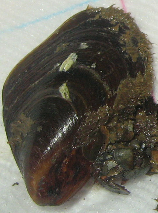 Modiolus barbatus? , Natura Mediterraneo | Forum Naturalistico